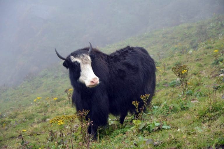 De unieke smaak van Yak kaas | watjenietwiltmissen.nl